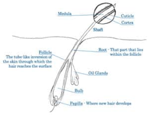 Hair Structure - hair follicles and shafts | solutions | Services and ...